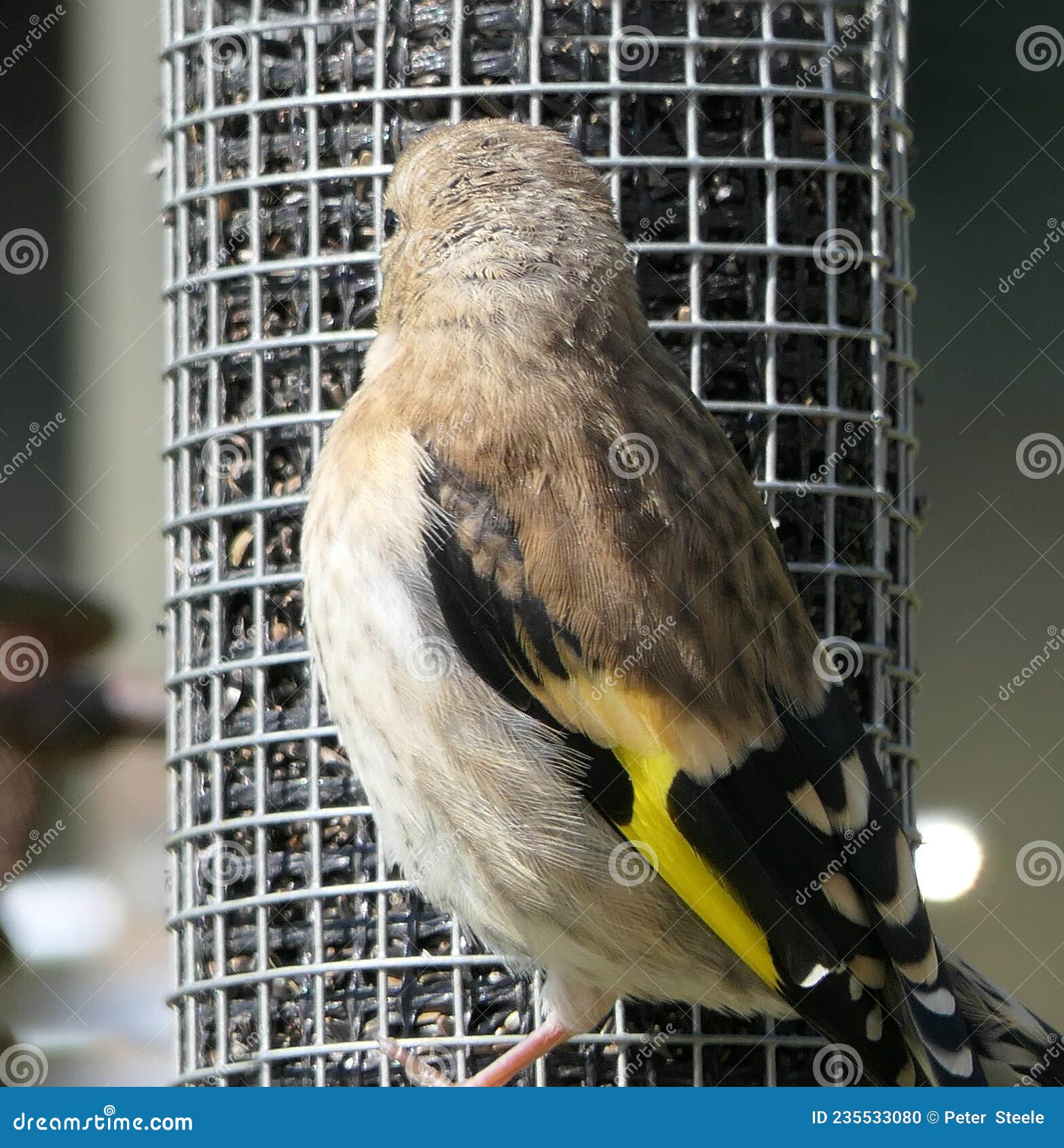 Young Goldfinches Feeding from a Bird Table of Mixed Seeds UK Stock ...