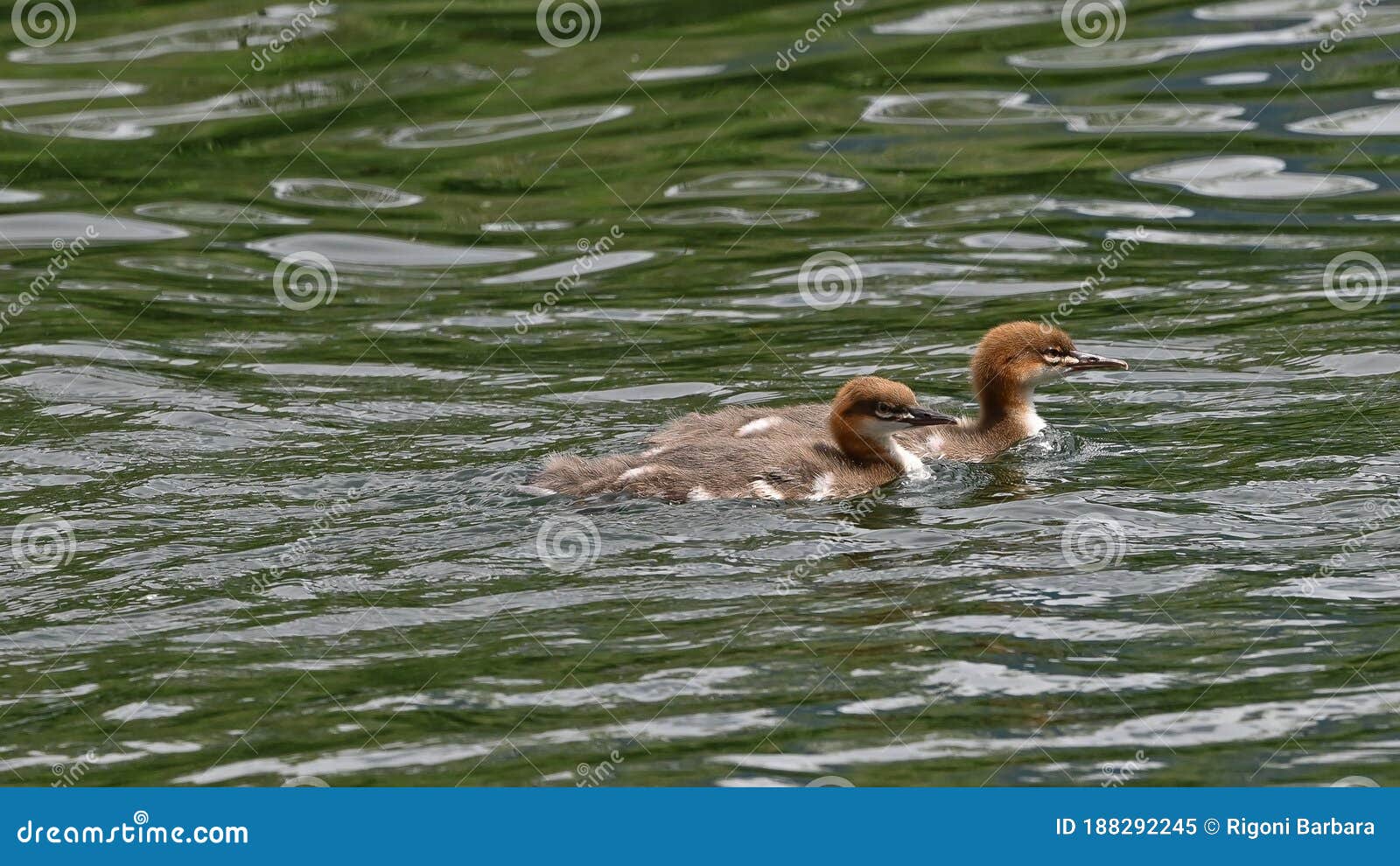 Young Goosander Swims on the Lake Stock Image - Image of birdwatching ...