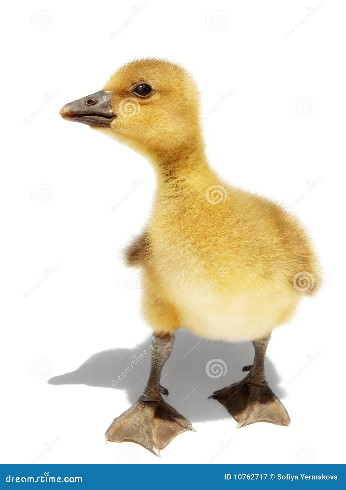 Young goose stock image. Image of soft, feathers, fuzzy - 10762717