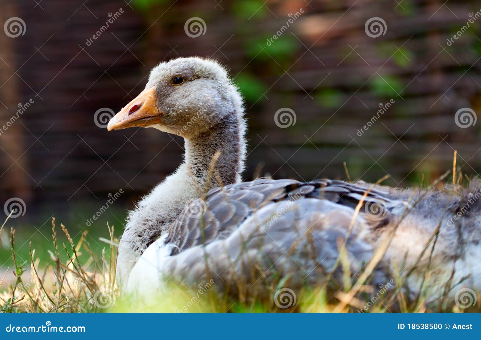 Young goose stock photo. Image of goose, sitting, neck - 18538500