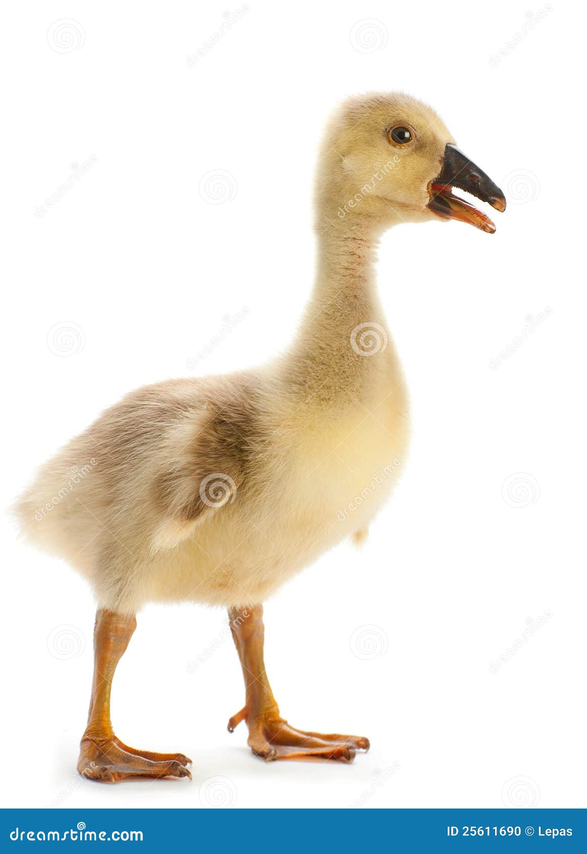 Young goose stock photo. Image of newborn, goose, baby - 25611690