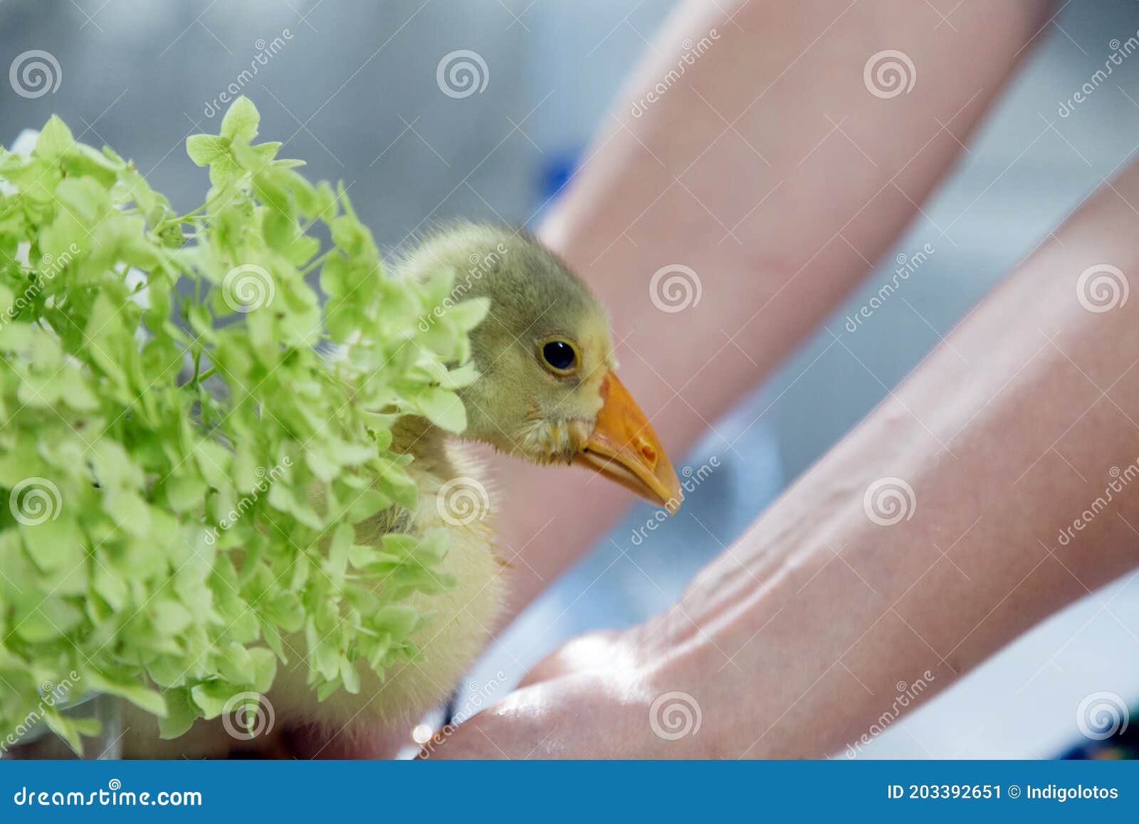 Young Goose on Hands and Green Lettuce Stock Image - Image of innocent ...