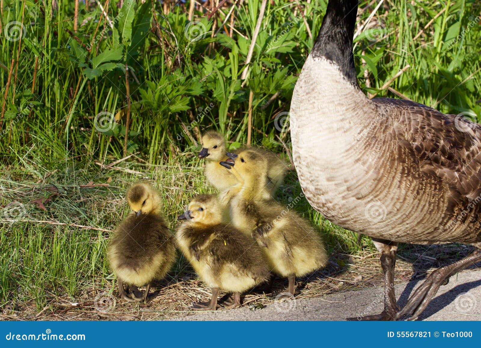 Young Goose is Snitching on Someone To His Mom Stock Image - Image of ...