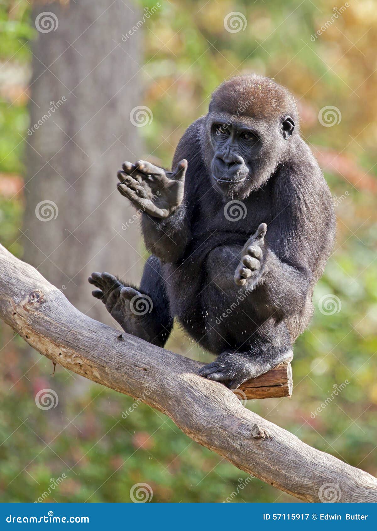 Young Gorilla Clapping Hands Stock Image - Image of nature, forest ...