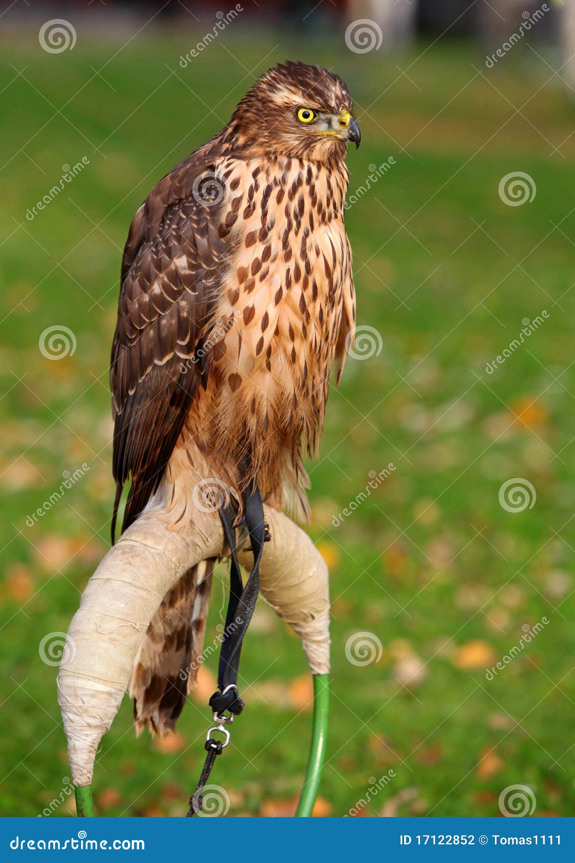 Young Goshawk stock photo. Image of hunting, feathers - 17122852