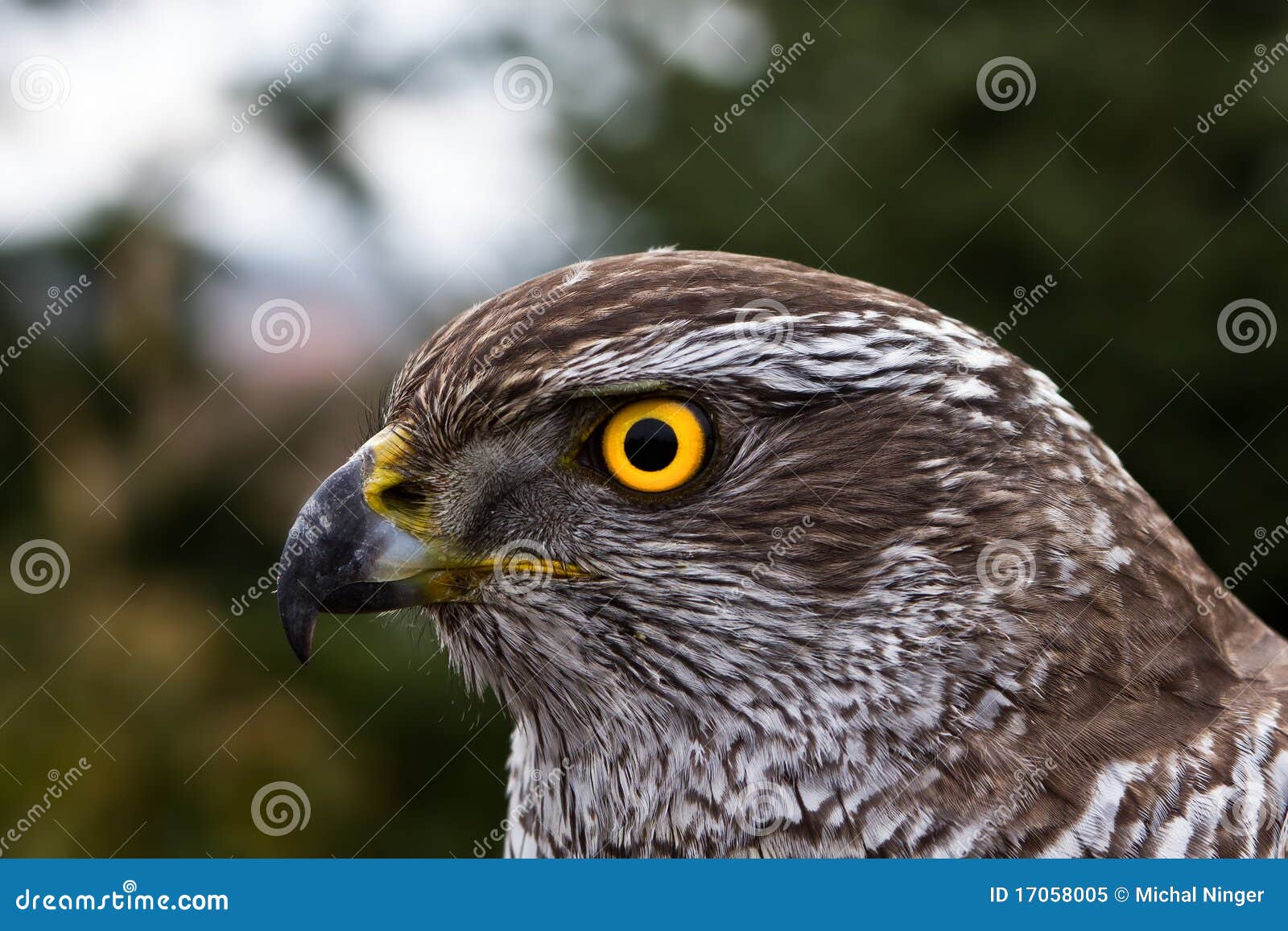 Young goshawk close up stock image. Image of isolated - 17058005