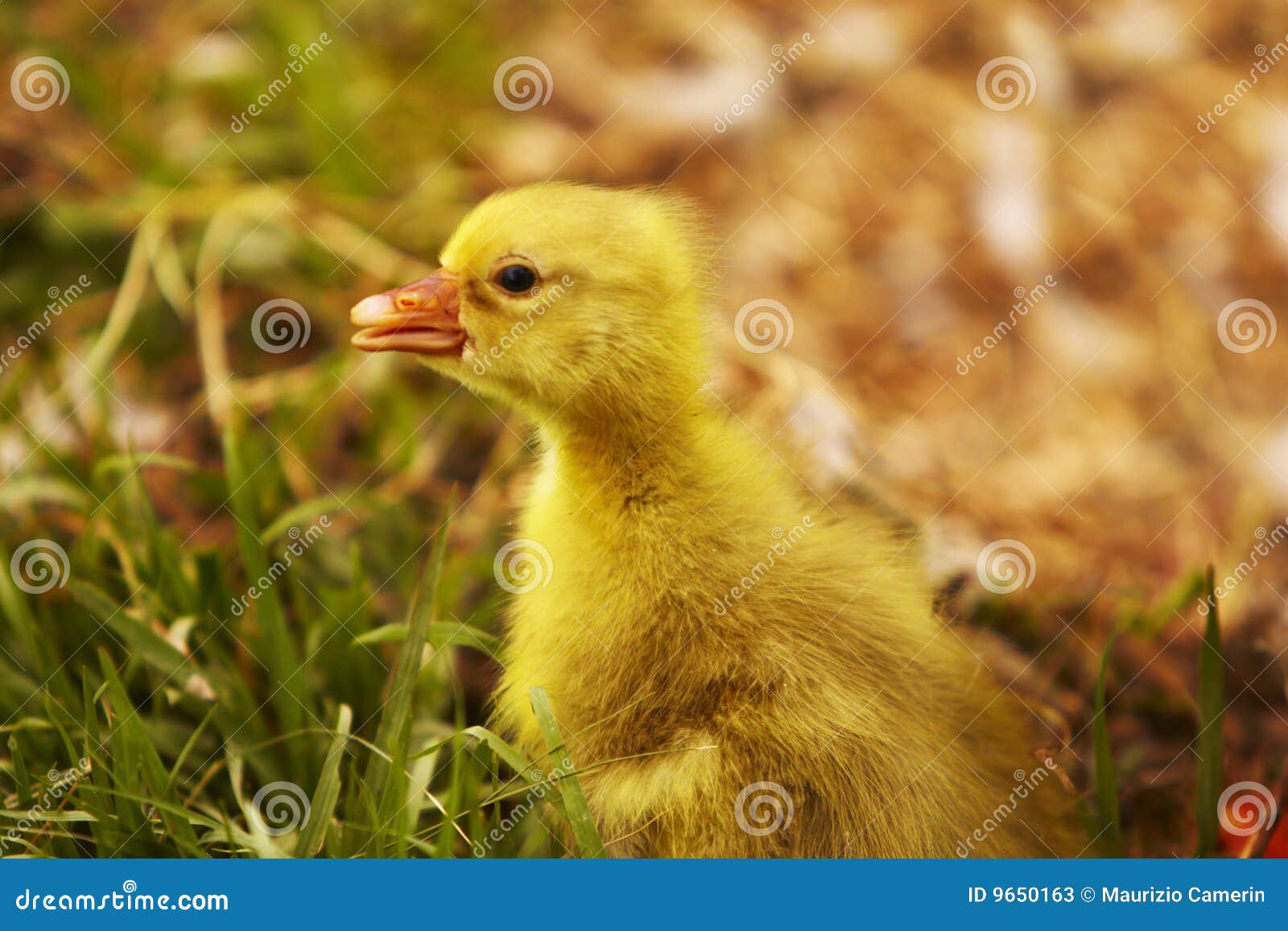 Young Gosling stock image. Image of small, holiday, duckling - 9650163