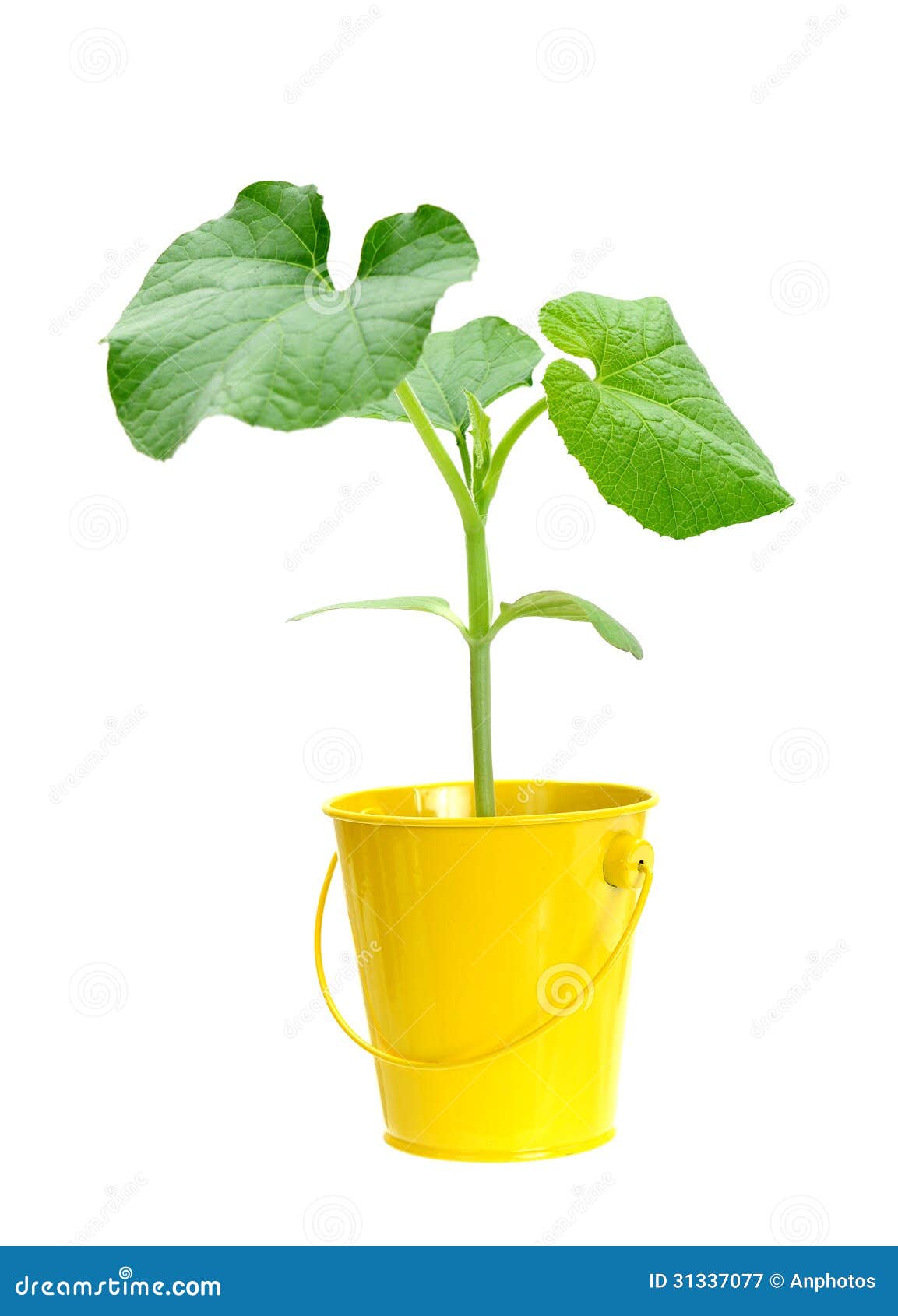 Young gourd tree stock image. Image of fresh, soil, organic - 31337077