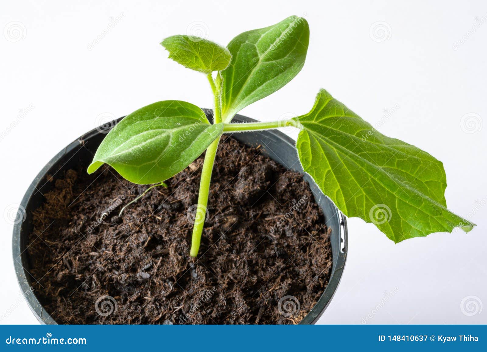 A Young Gourd Vine Growing in a Pot Stock Image - Image of composition ...