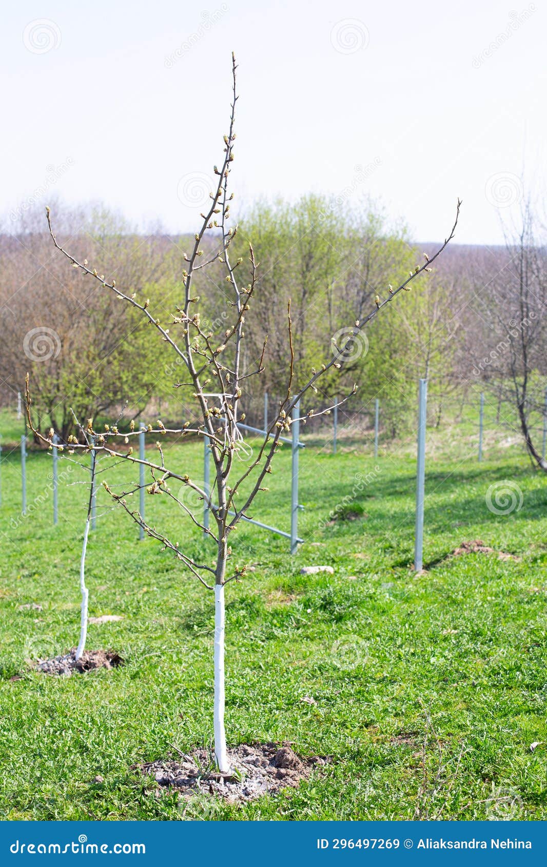 Young Grafted Pear. a Young Pear Tree Treated from the First Spring ...