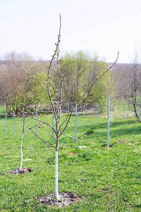 Young Grafted Pear. a Young Pear Tree Treated from the First Spring ...