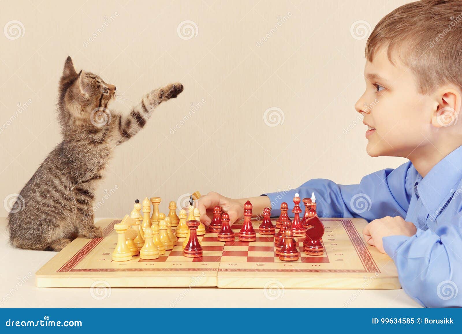 Young Grandmaster with Playful Kitten Plays Chess. Stock Image - Image ...