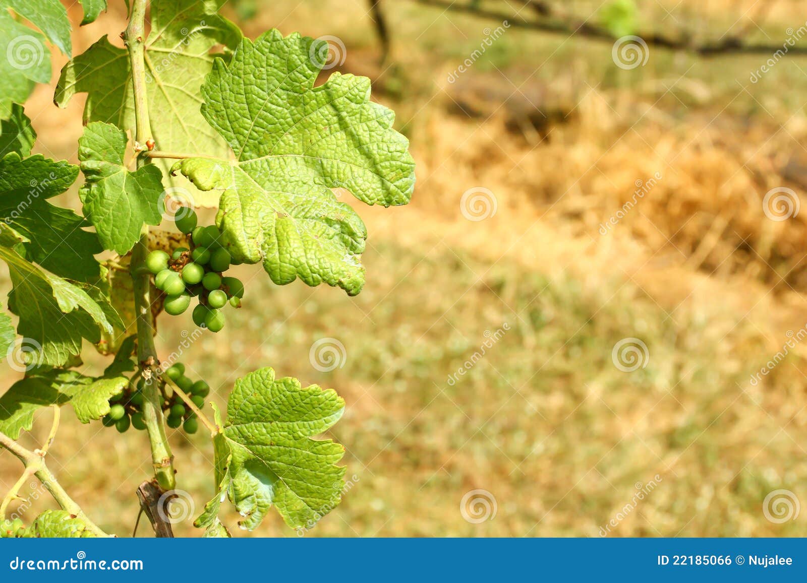 Young grape stock photo. Image of fruit, growth, wood - 22185066
