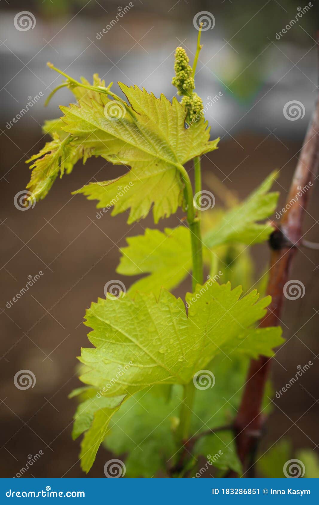 Young grape branch stock image. Image of branches, farming - 183286851