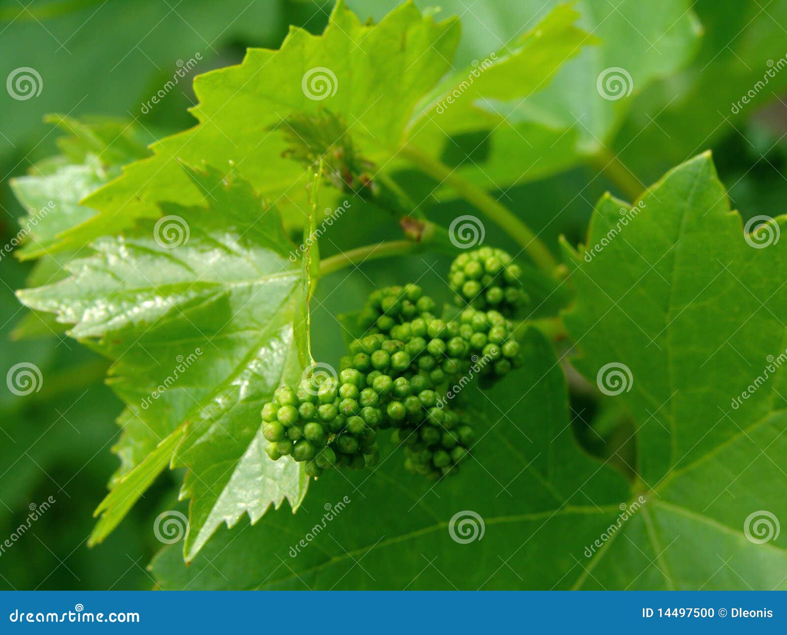 Grape clusters - apoaffiliates