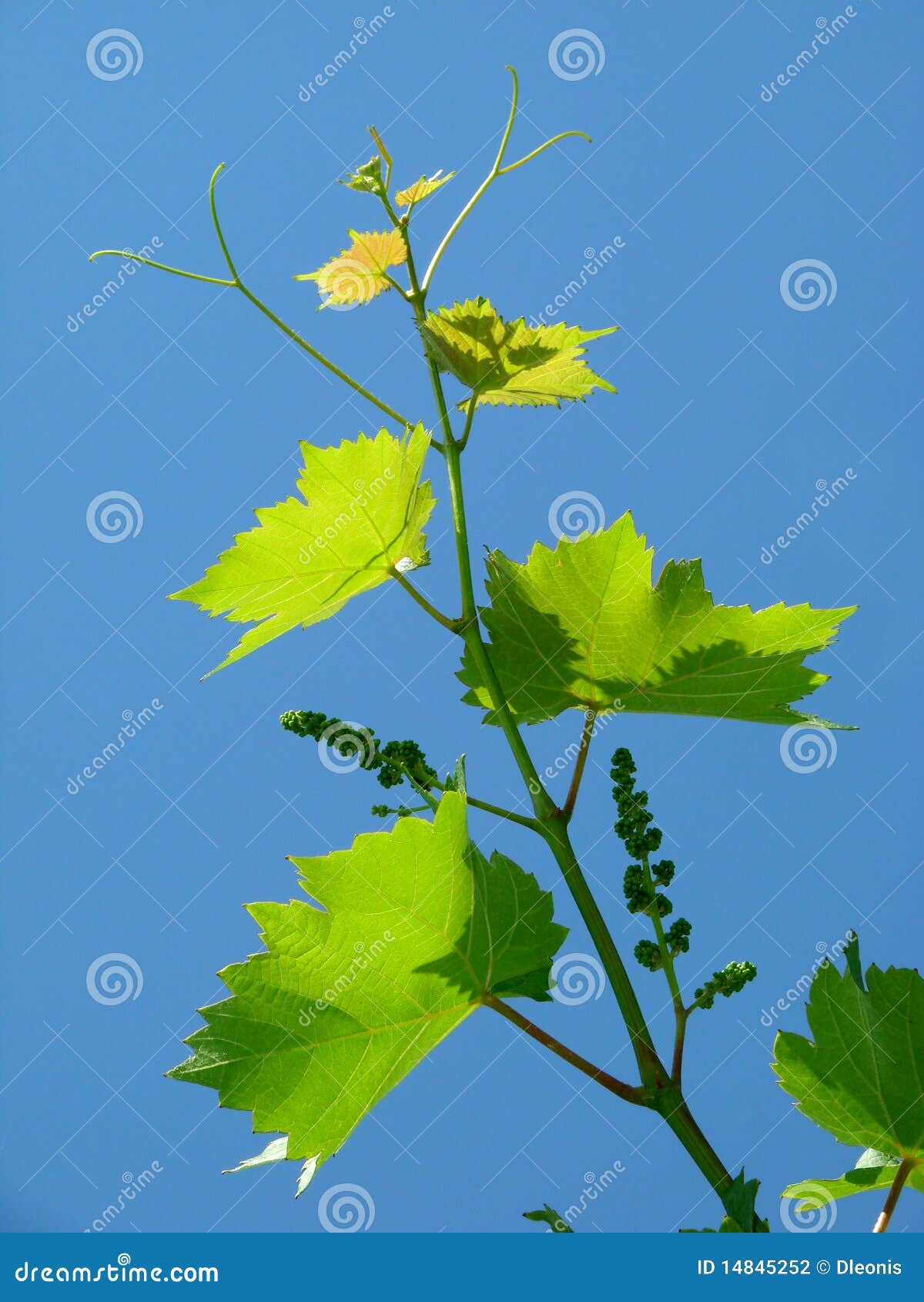 Young grape cluster stock photo. Image of rural, blue - 14845252