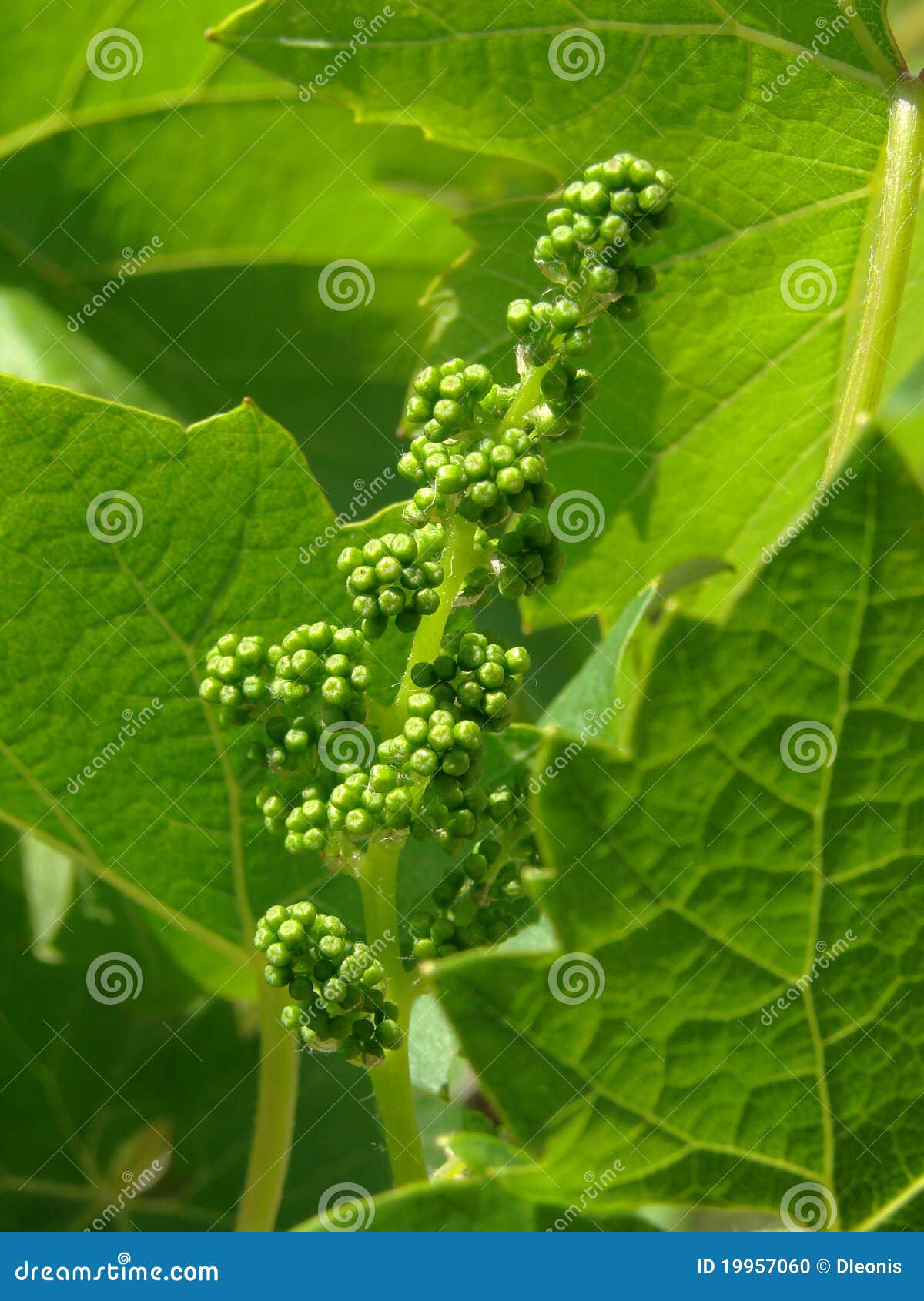 Young grape cluster stock photo. Image of fruit, cultivate - 19957060