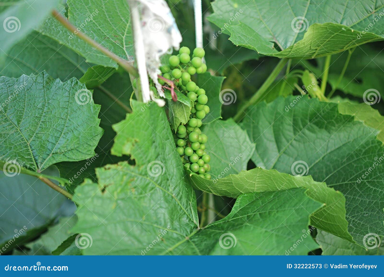 Young grape stock image. Image of countryside, fruit - 32222573