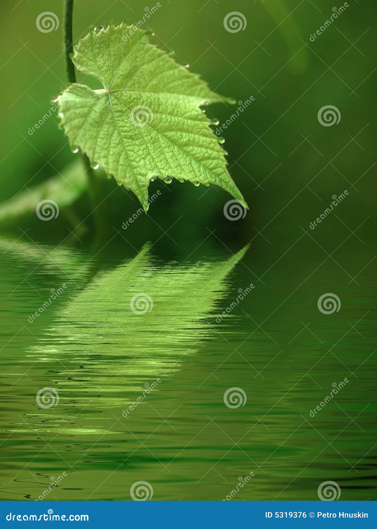 Young Grape Leaf in Reflection. Stock Photo - Image of waves, green ...