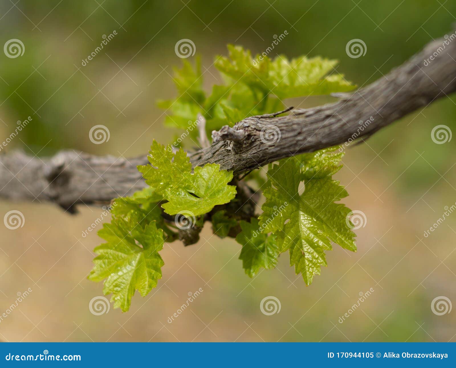 Young Grape Leaves on a Vine in Spring in Greece on a Sunny Day Stock ...
