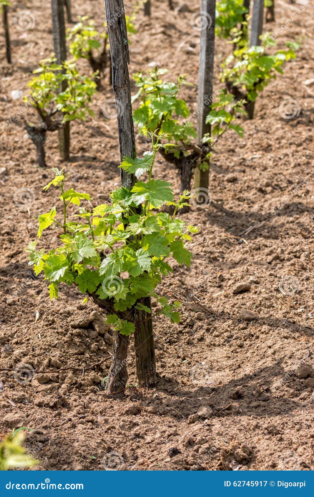 Young grape plant stock image. Image of farmland, grow - 62745917