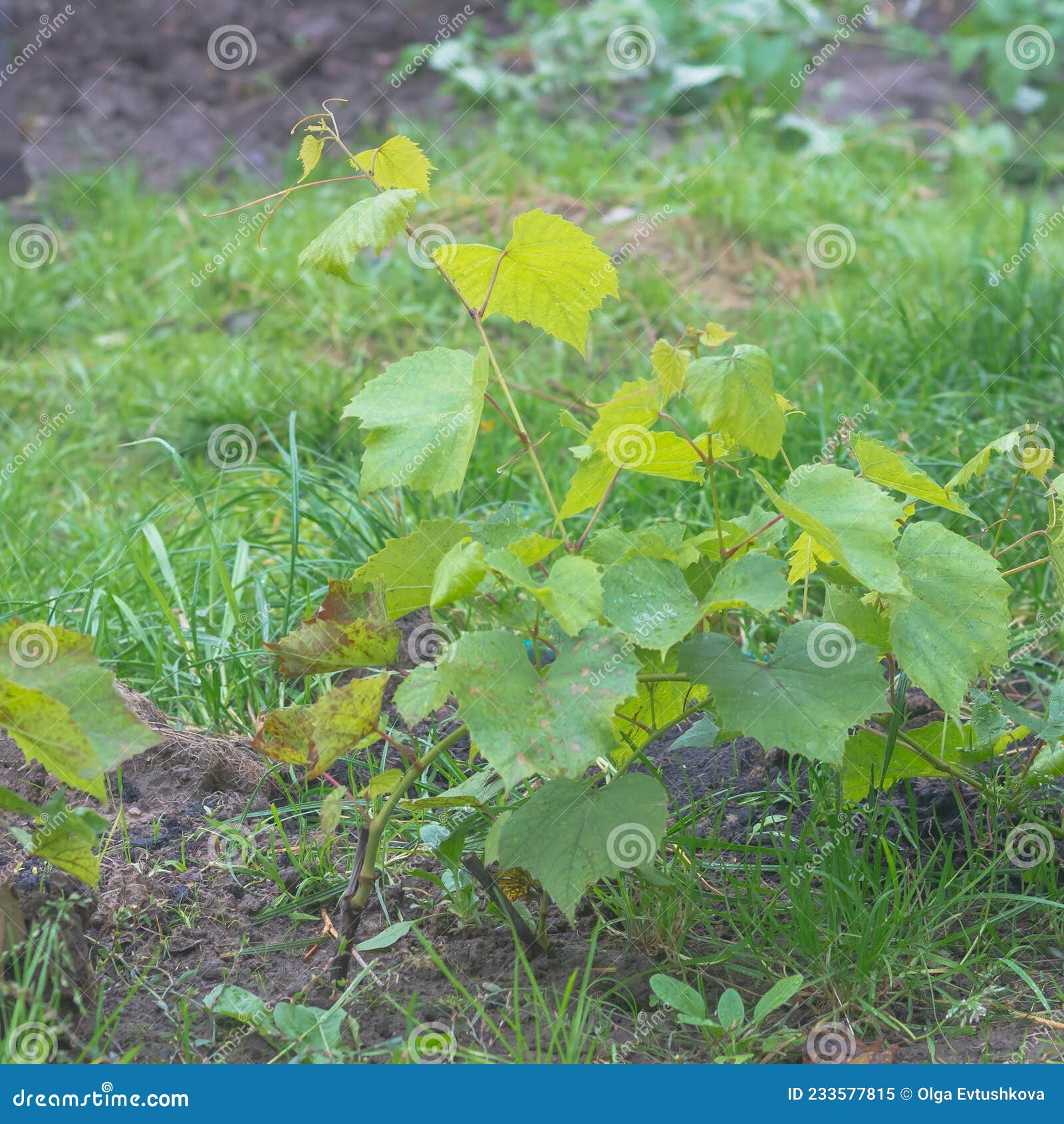 Young Grape Plants from Cuttings Have Sprouted in the Soil Stock Image ...