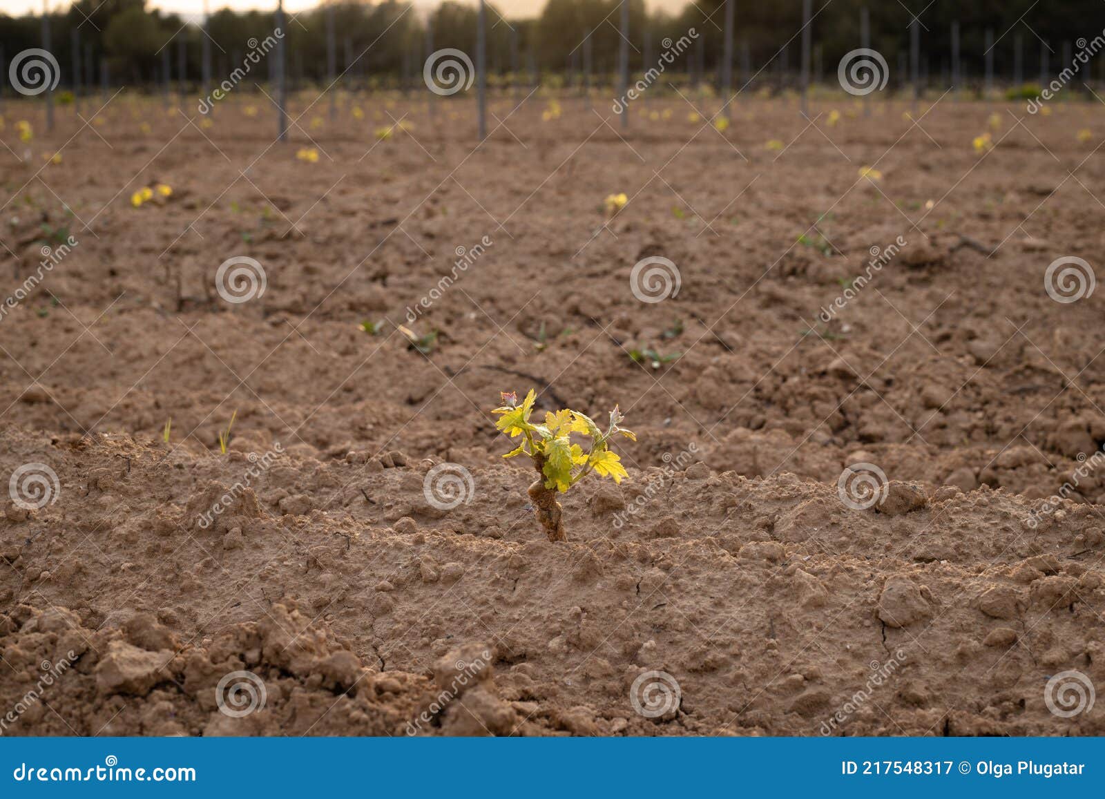 Young Grape Seedling in Ground, Vine Sapling in the Soil Stock Image ...