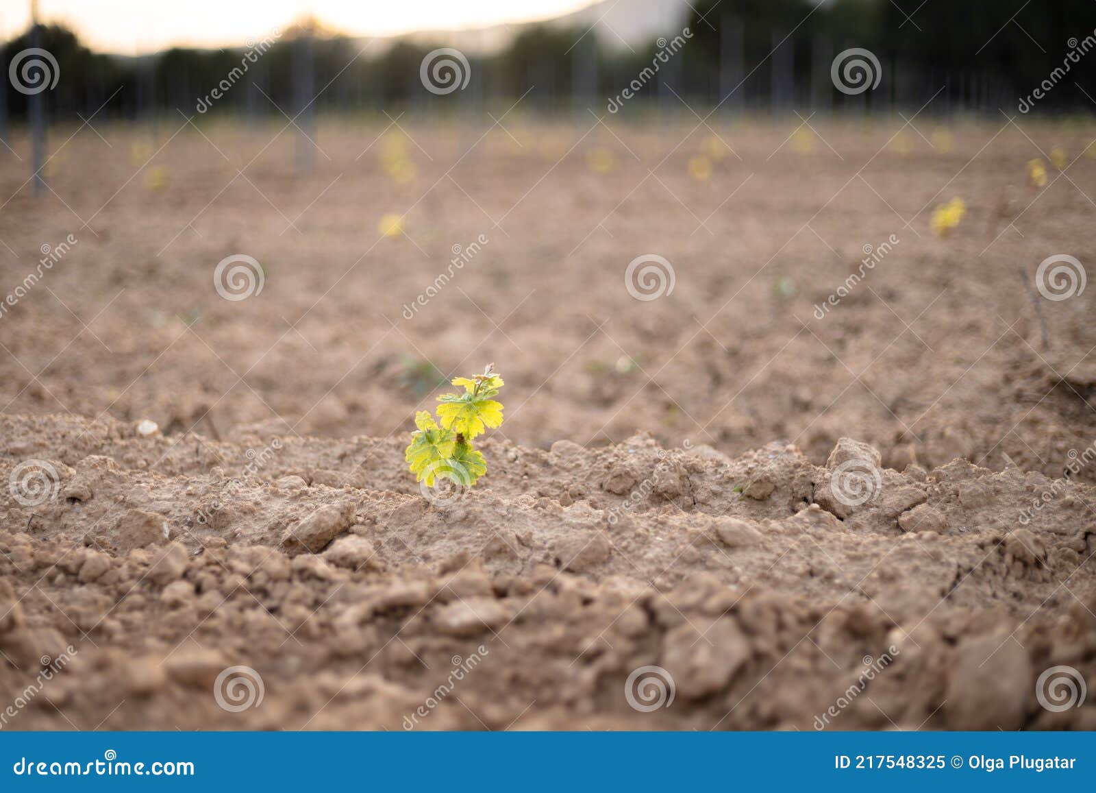 Young Grape Seedling in Ground, Vine Sapling in the Soil Stock Image ...