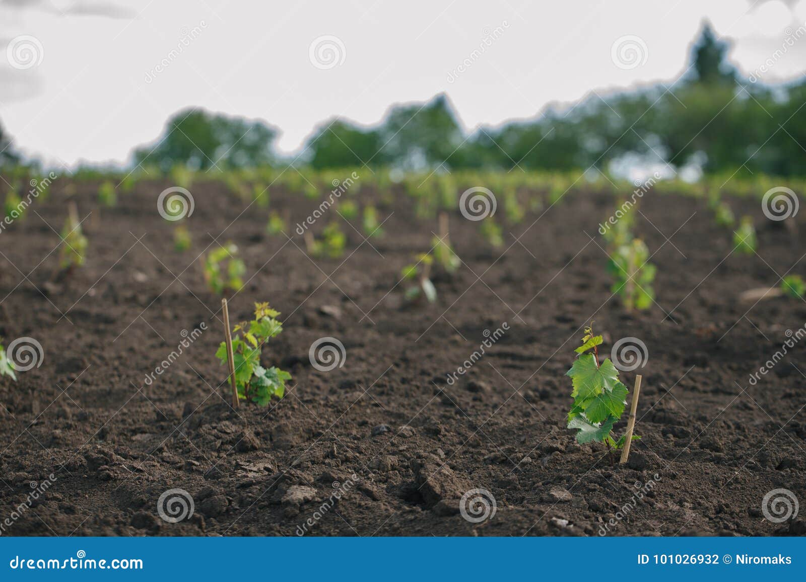 Young Grape Seedling in a Spring Ground Stock Photo - Image of harvest ...