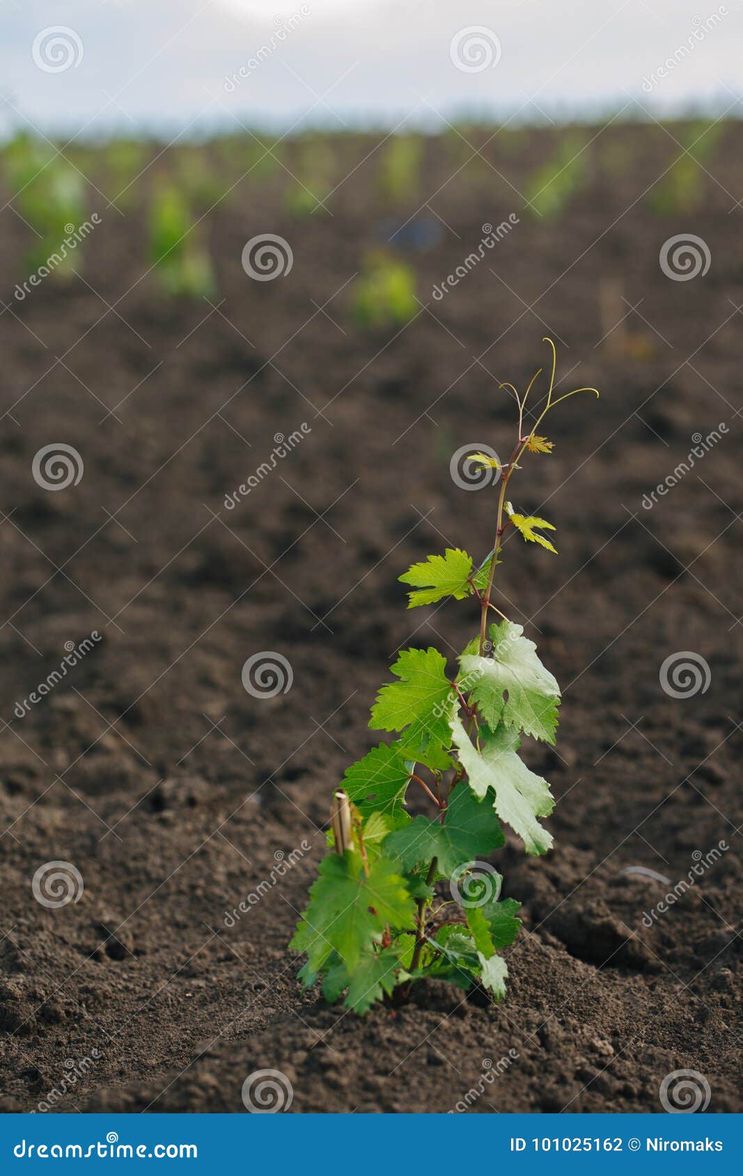 Young Grape Seedling in a Spring Ground Stock Photo - Image of seasonal ...