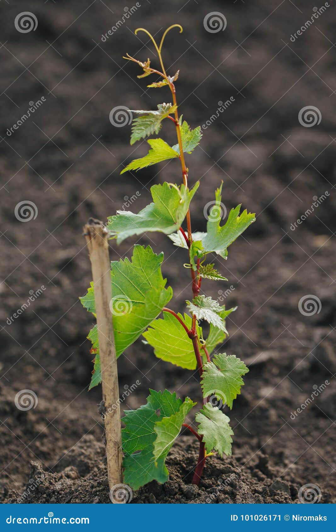 Young Grape Seedling in a Spring Ground Stock Image - Image of grow ...