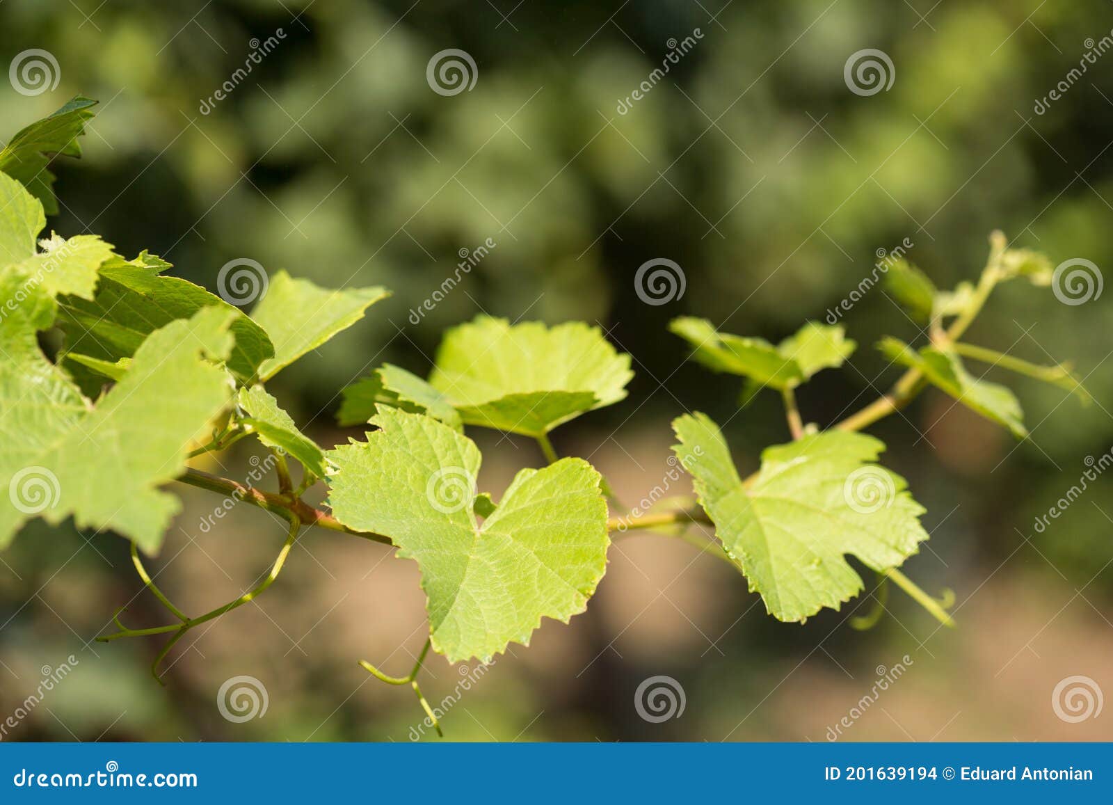 Young Grape Shoot Stretches To the Light, Against the Backdrop of ...