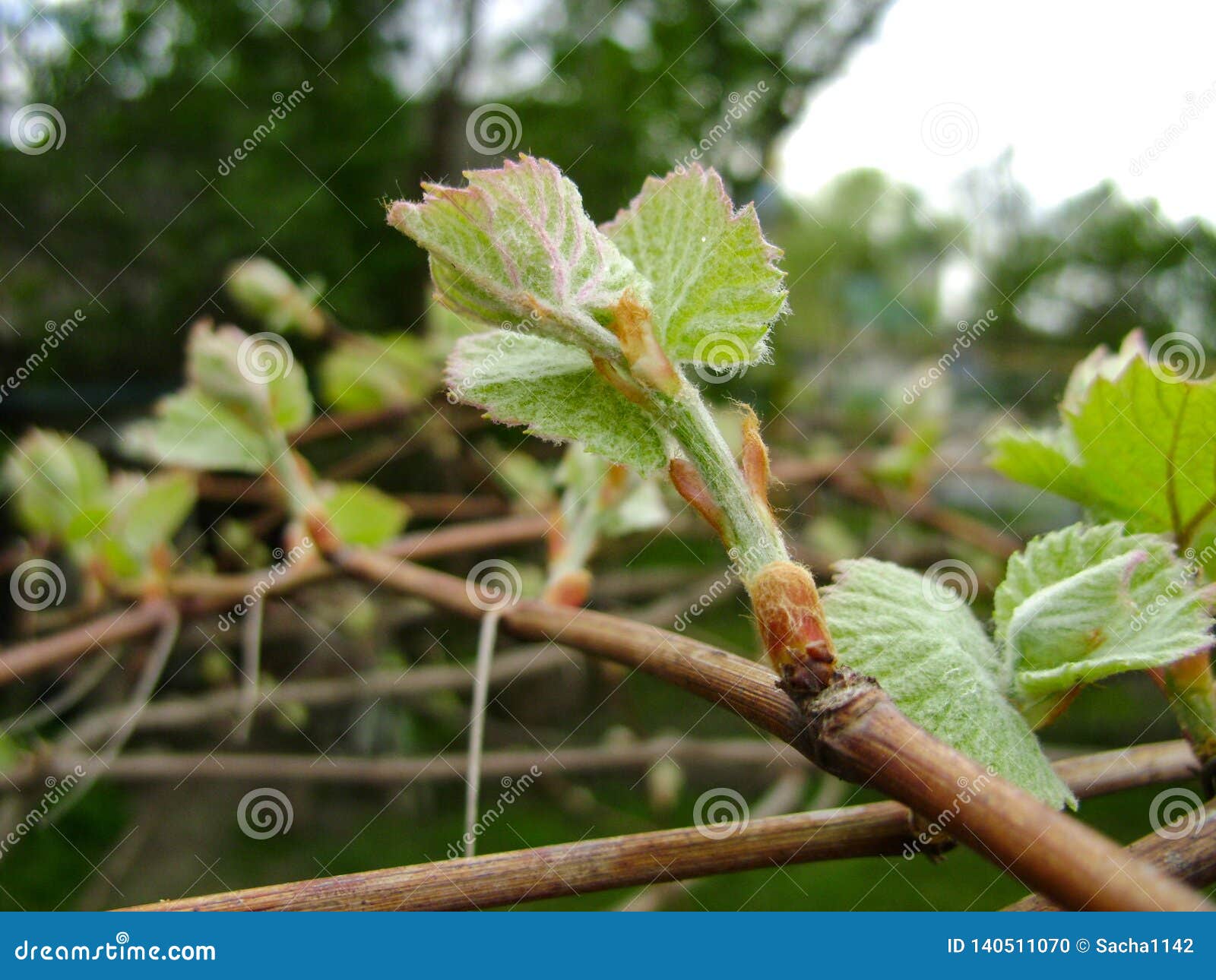 Young Grape with Small Growing Leaves Close Up in the Vineyard Spring ...