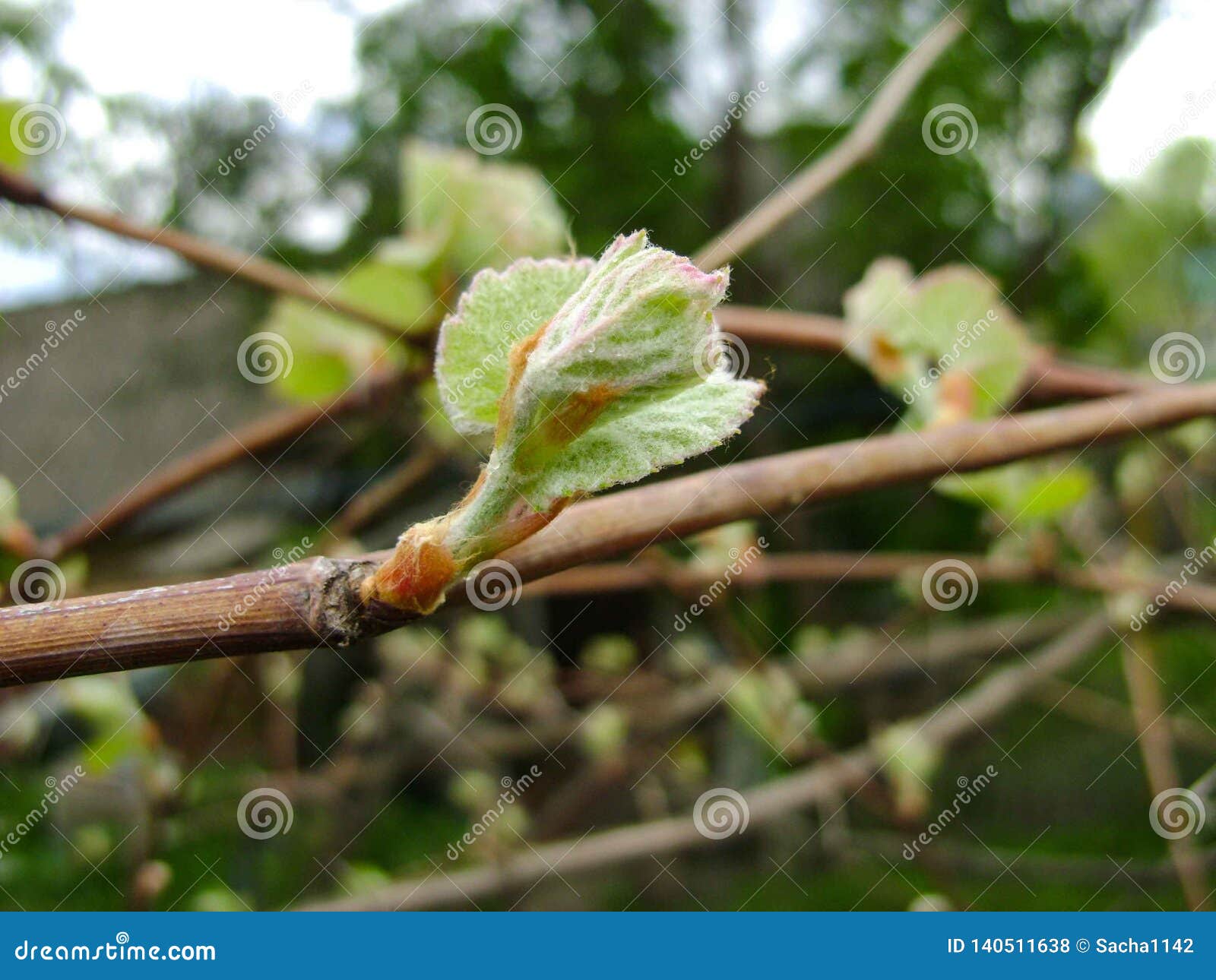 Young Grape with Small Growing Leaves Close Up in the Vineyard Spring ...