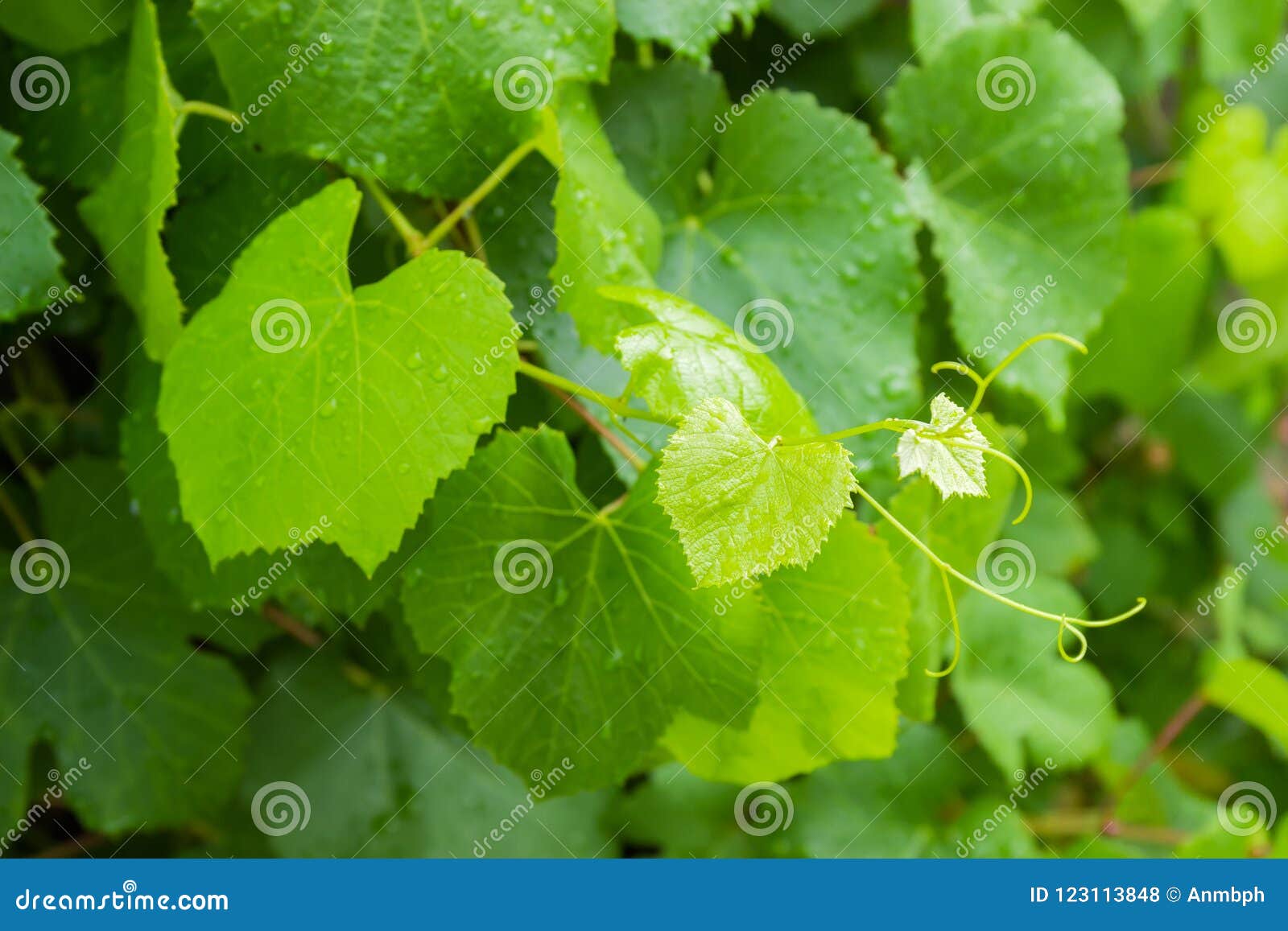 Young Grape Sprout on a Blurred Background of Grape Vine Stock Photo ...