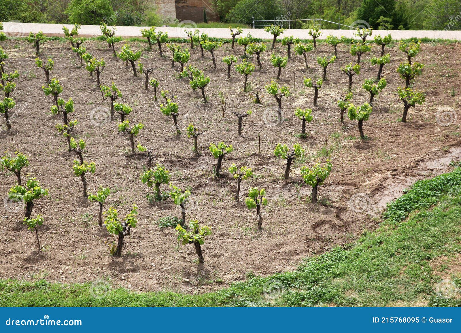 Young Grape Trees Growing in a Garden, Wine Industry Stock Image ...