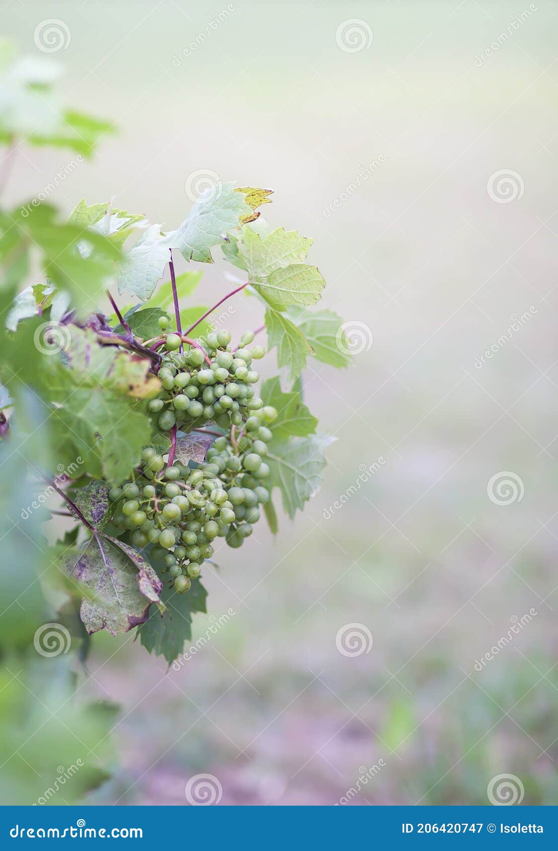 Young Grape Vine in Summer Garden Stock Image - Image of california ...
