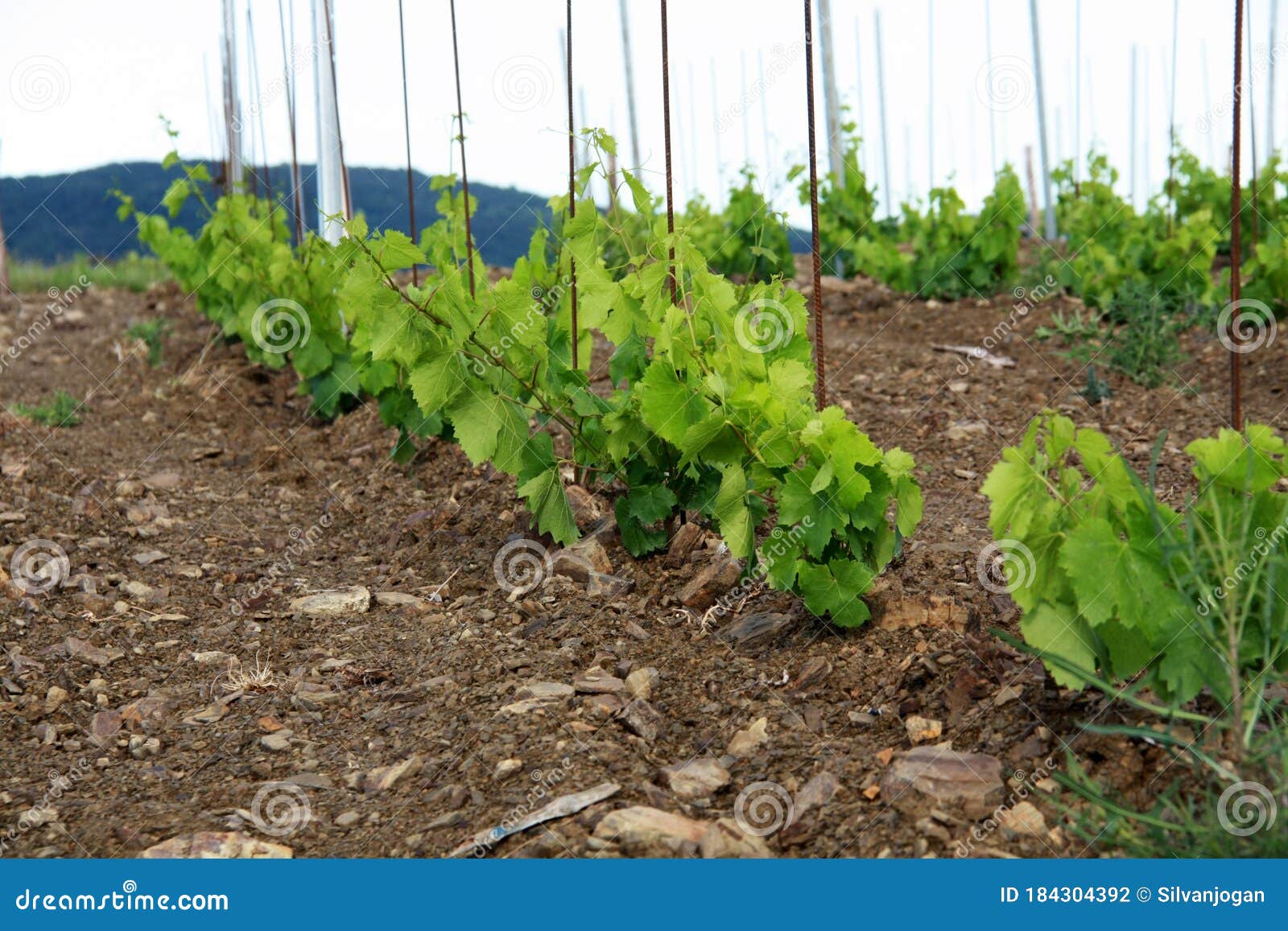 Young grape vine trees stock photo. Image of portrait - 184304392