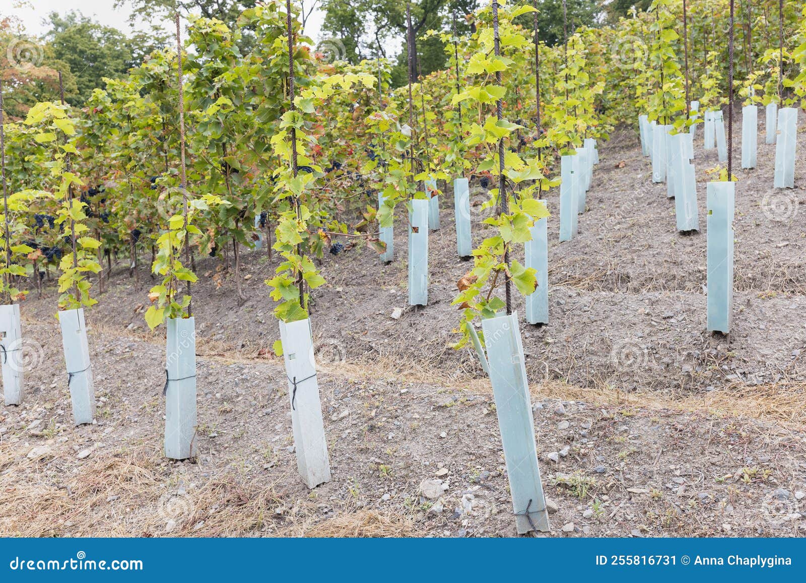 Young Grape Vines Covered in Protective Plastic Tree Guards. Fall ...