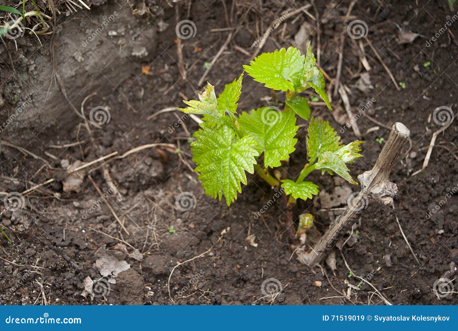 Young Grape Vines in the Soil Stock Image - Image of wine, sprout: 71519019