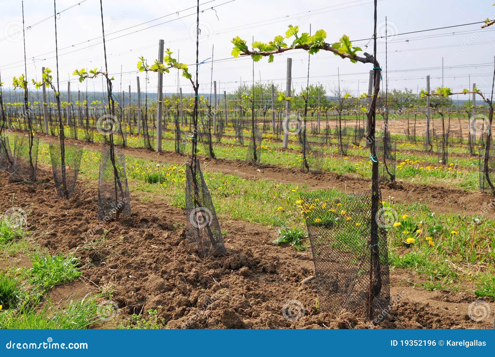 Young grape vineyard stock photo. Image of green, grape - 19352196