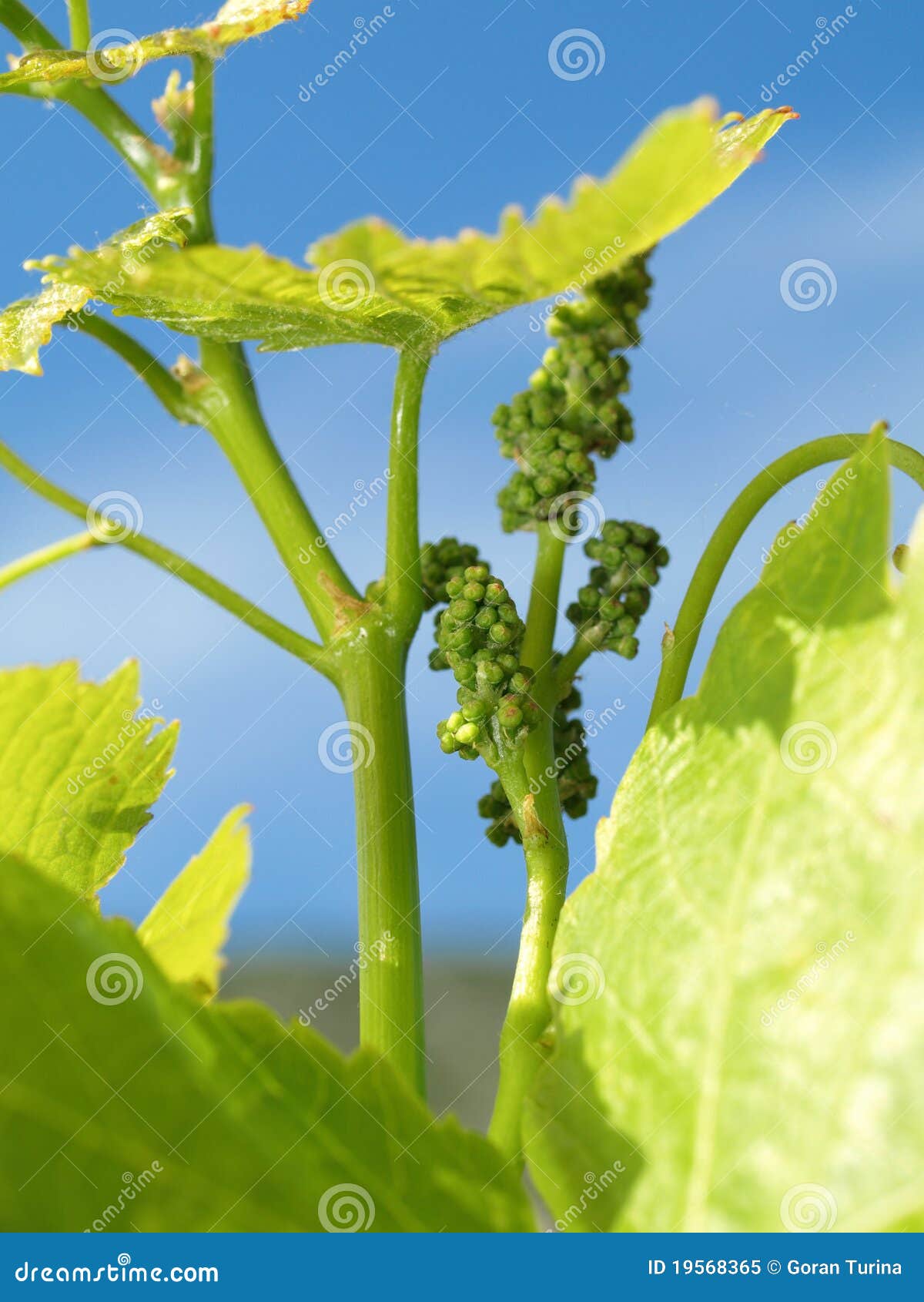 Young grapes stock image. Image of healthy, blue, vineyard - 19568365