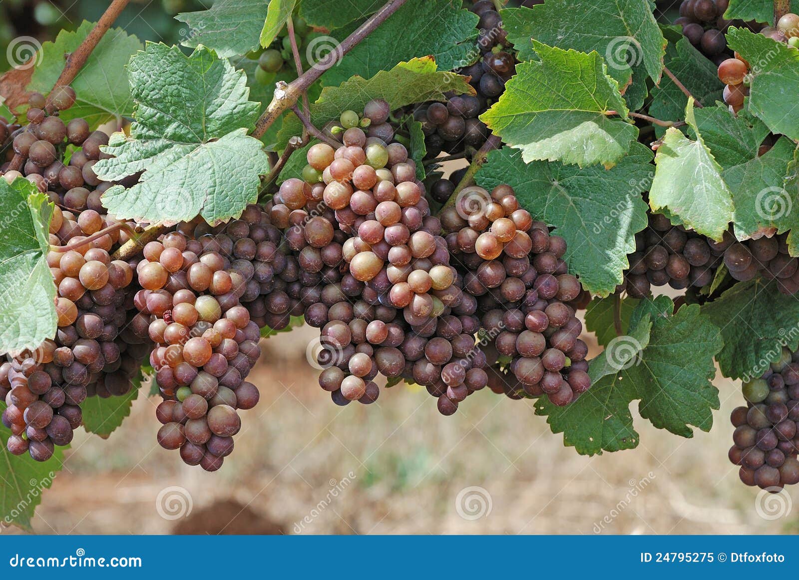 Young Grapes stock image. Image of grow, winery, summer - 24795275