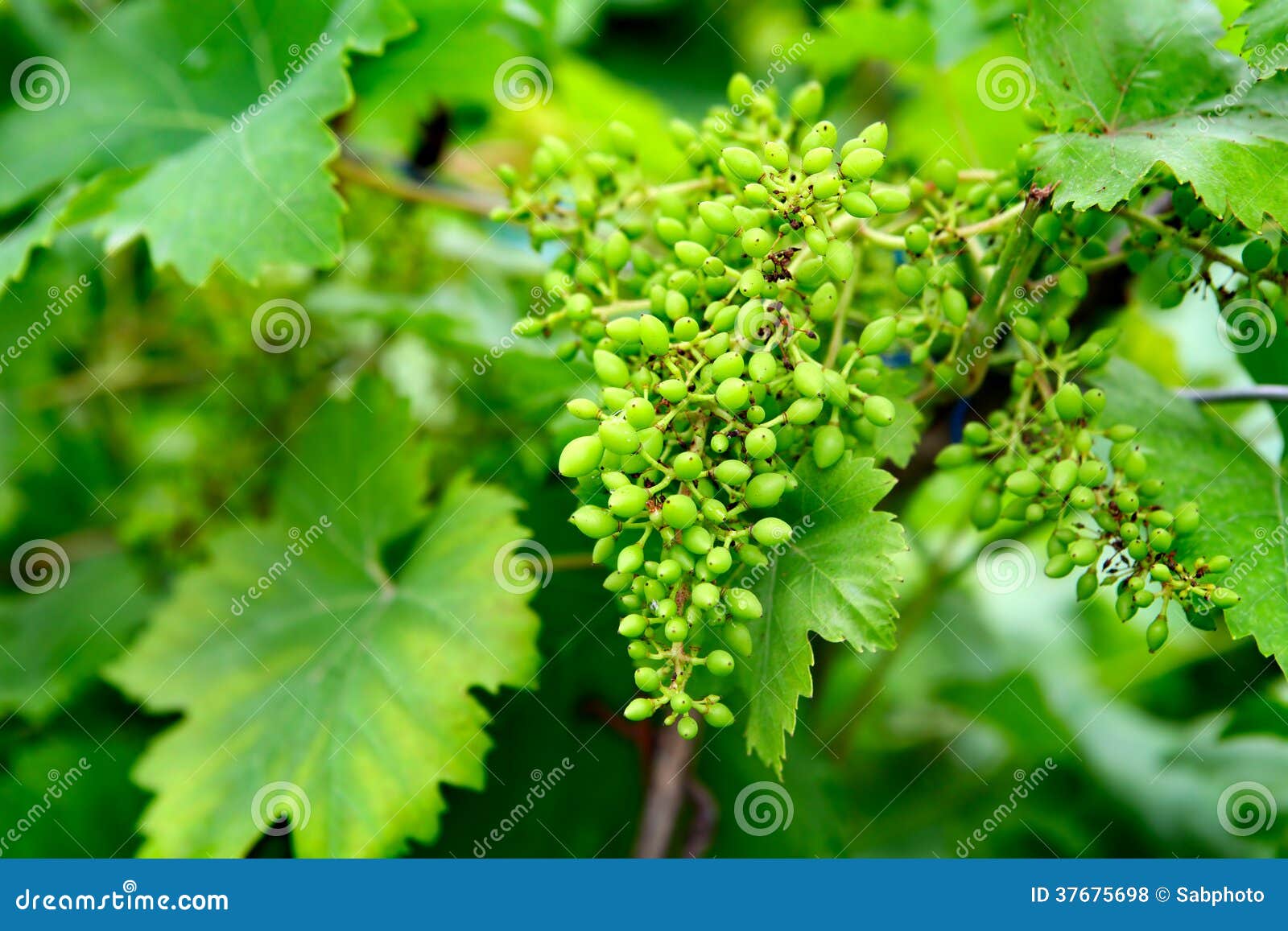 Young Grapes stock photo. Image of fruit, garden, food - 37675698