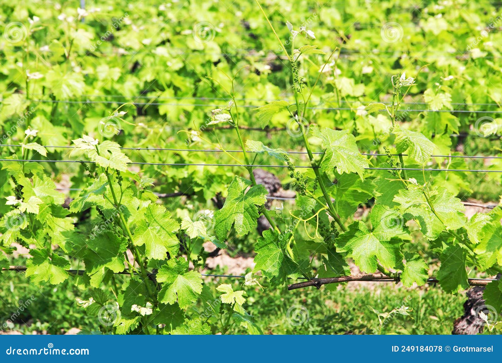 Young grapes in the field stock photo. Image of natural - 249184078
