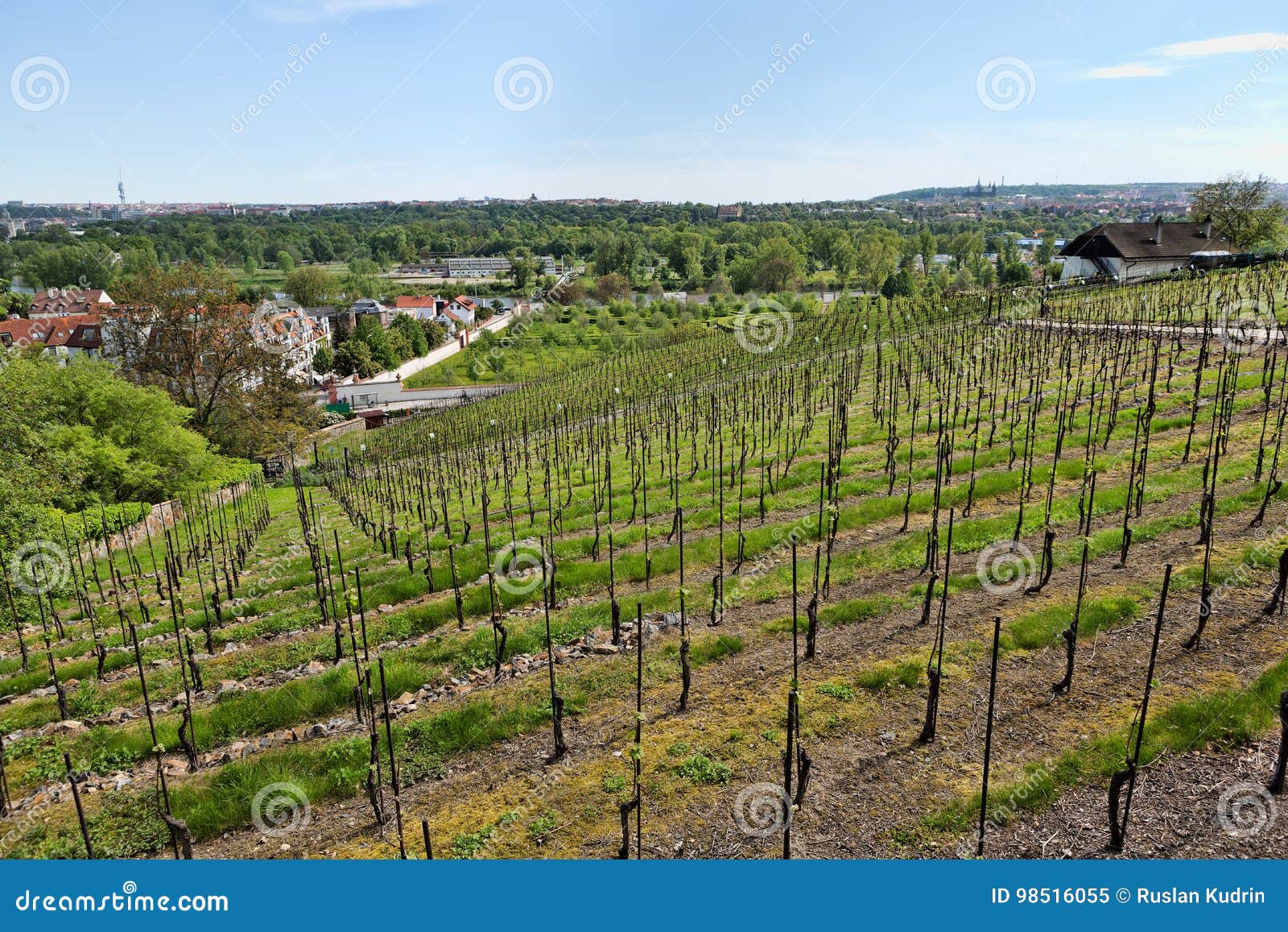 Young grapes on a hillside editorial image. Image of agrarian - 98516055