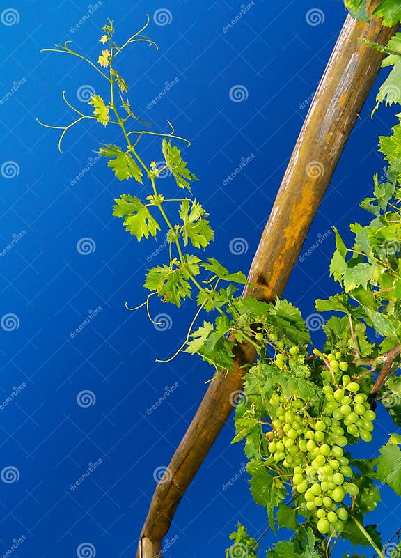 Young grapevine stock photo. Image of fruit, grow, green - 1842162