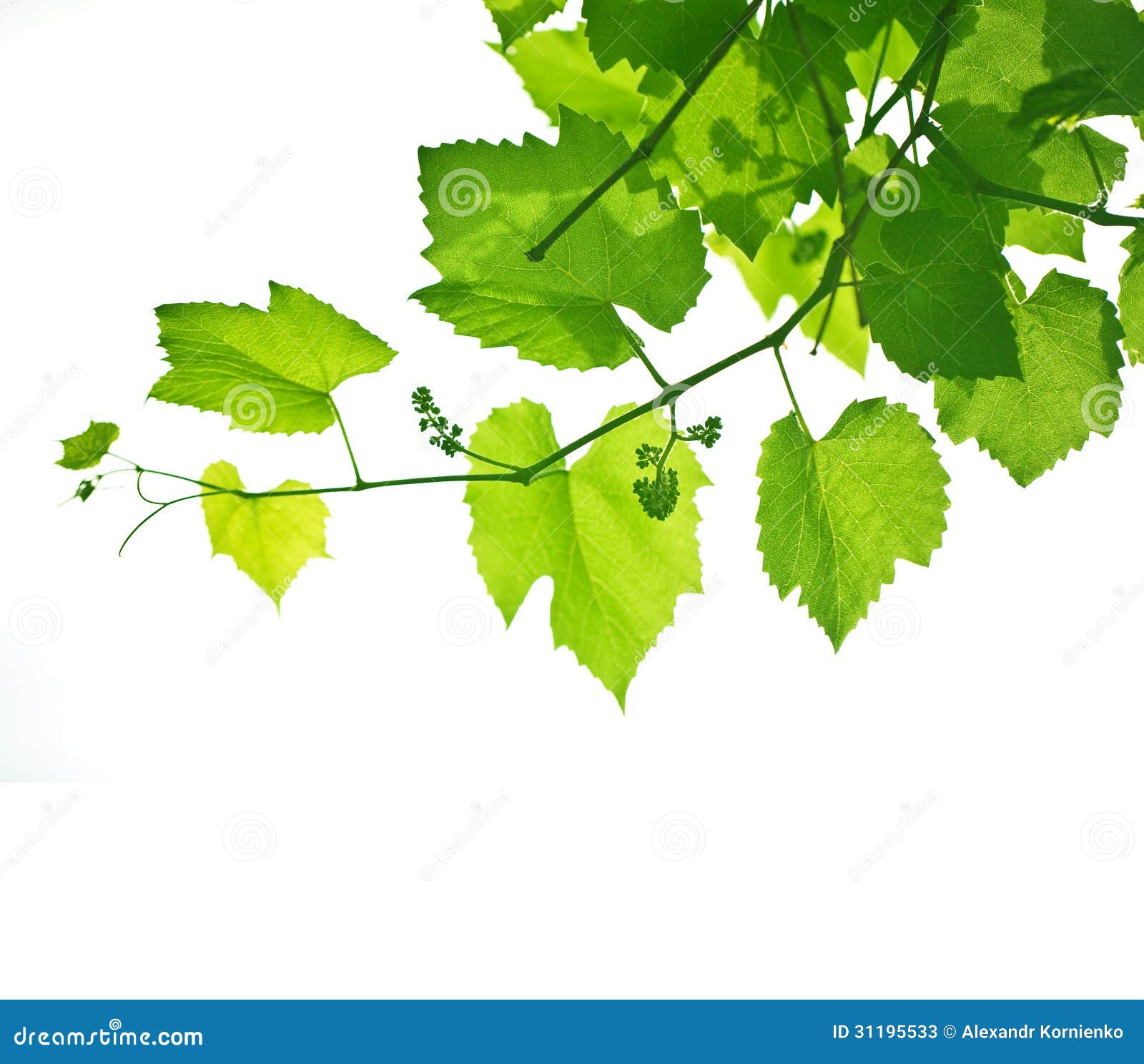 Young grapevine stock image. Image of single, elegance - 31195533