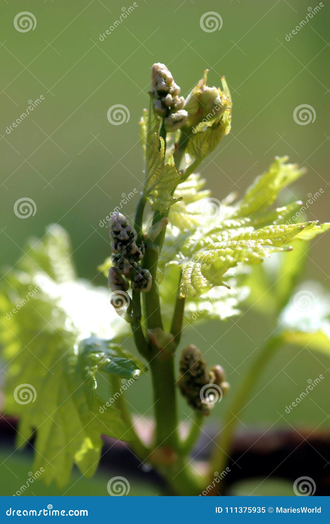 Young Grapevine, Buds and Leaves, Close-up Stock Image - Image of fruit ...