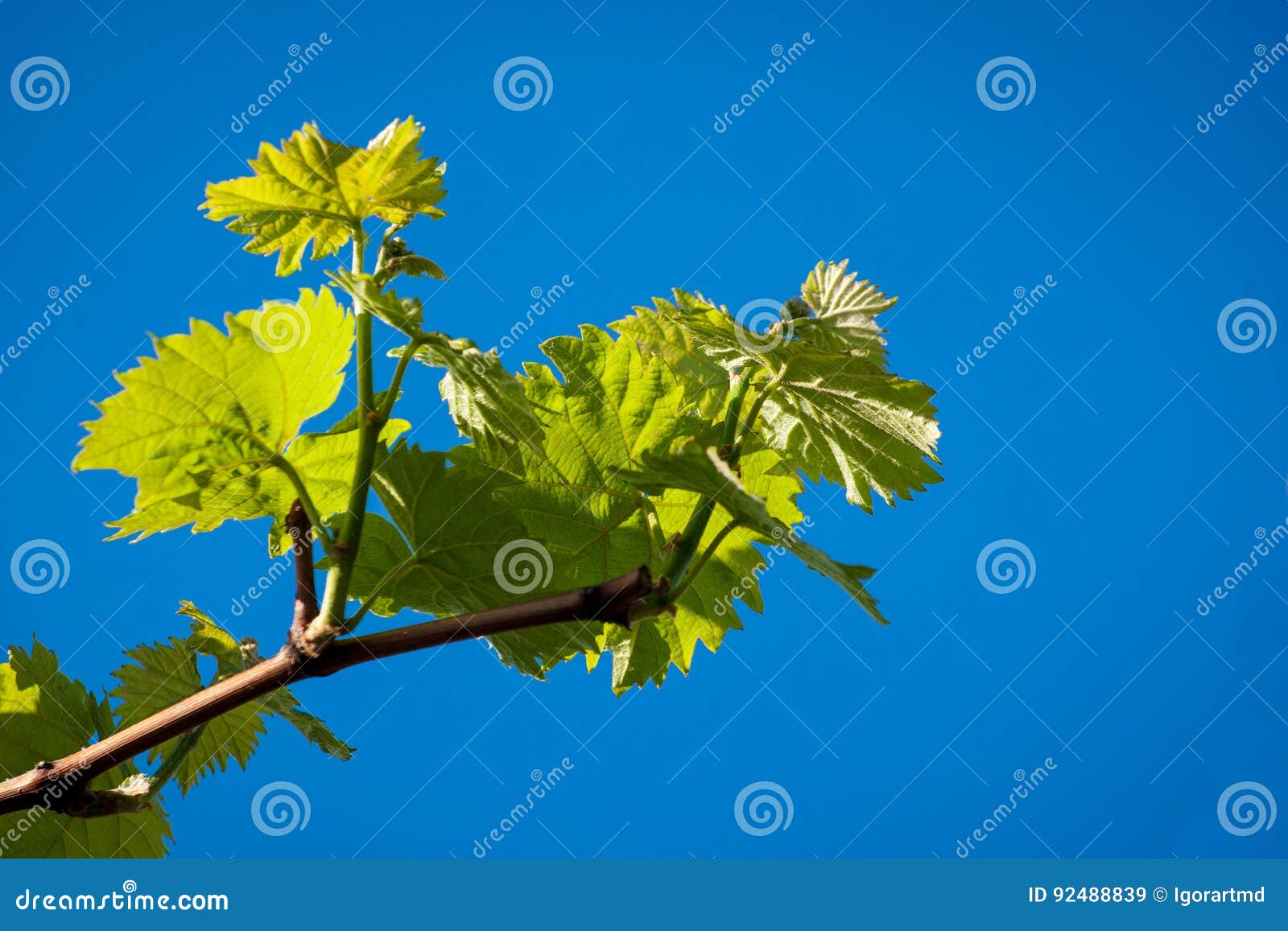 Young grapevine leavees stock image. Image of grapes - 92488839